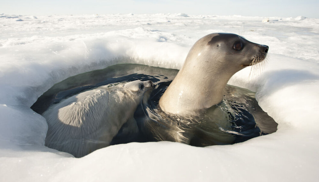 Greenland’s beautiful wildlife in pictures