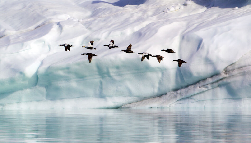 Greenland’s beautiful wildlife in pictures