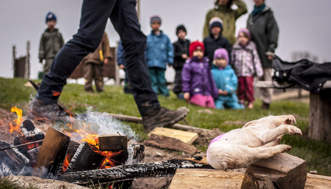 Archeologists burn pigs to investigate historical mystery