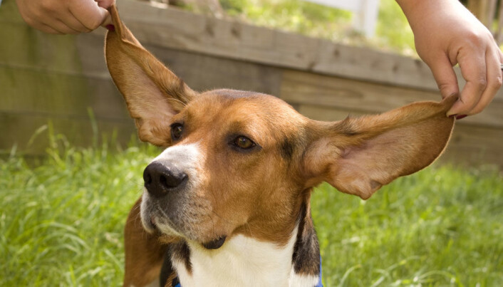 When and where did wolves become dogs?