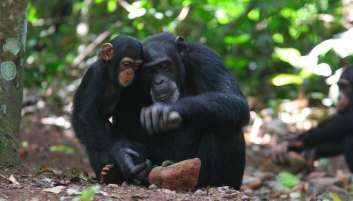 Ape hunt ruins rain forest fruit trees