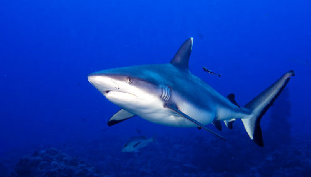 The Greenland shark: an overlooked creature
