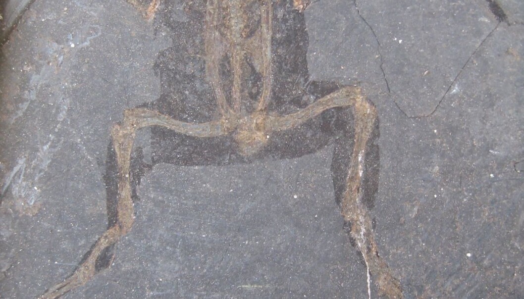 This is what a 50-million-year-old bat looked like