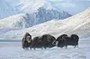 Climate change threatens the existence of Arctic musk oxen