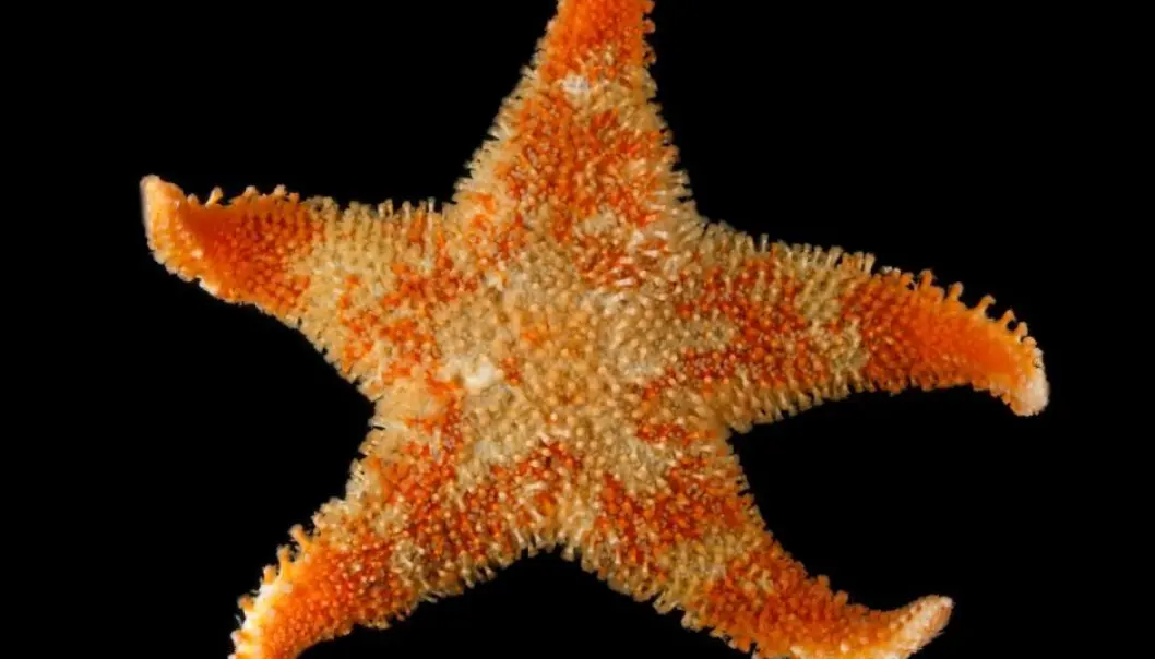 Stunning starfish illuminates the dark Arctic