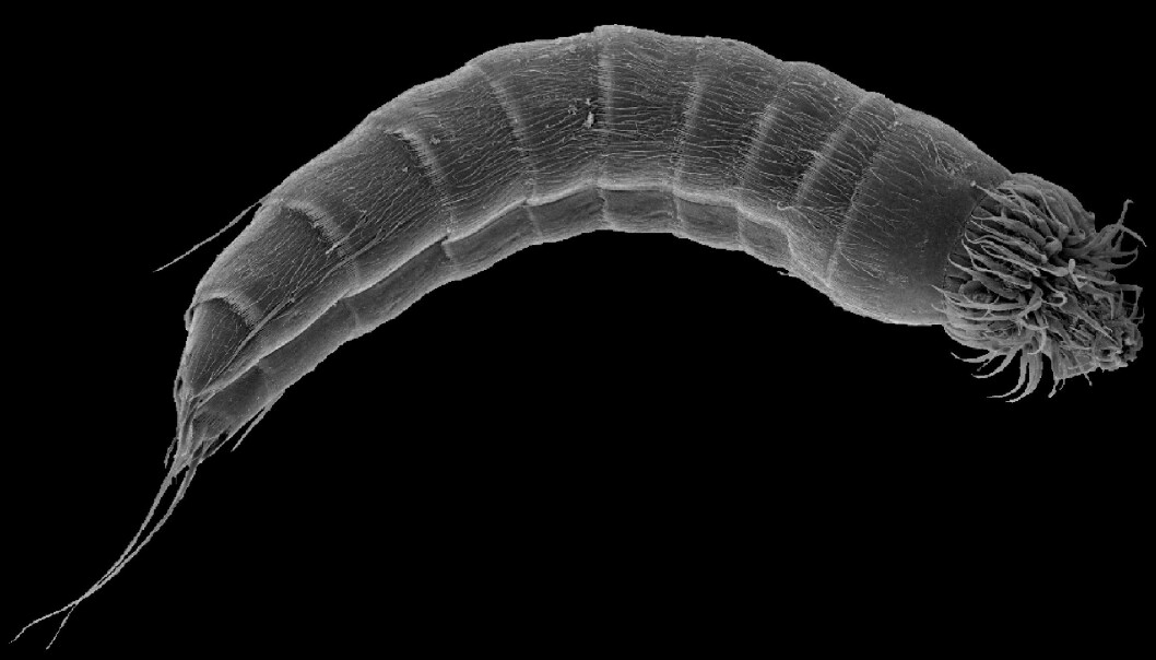 Meet the mud dragon: The tiny animal that lives on the beach