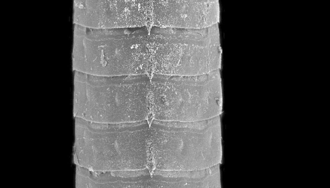 Meet the mud dragon: The tiny animal that lives on the beach