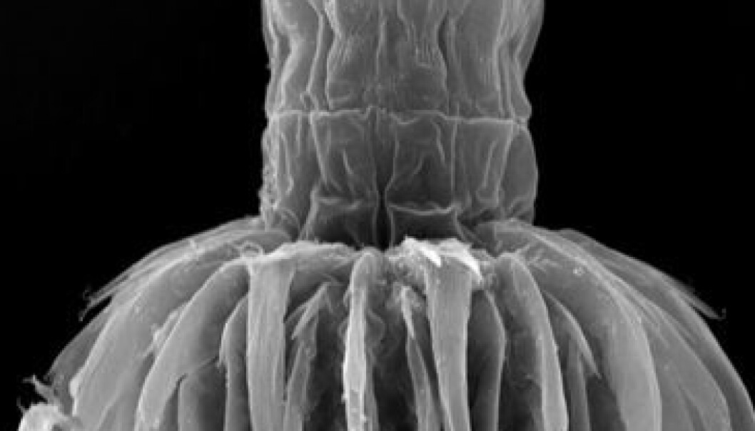 Meet the mud dragon: The tiny animal that lives on the beach